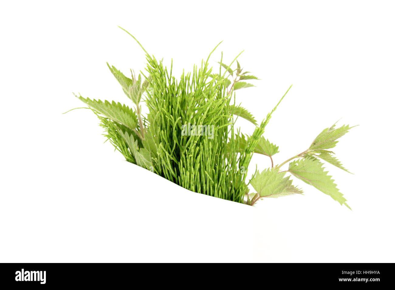 stinging nettle, horsetail, nettle, isolated, basket, stinging nettle ...