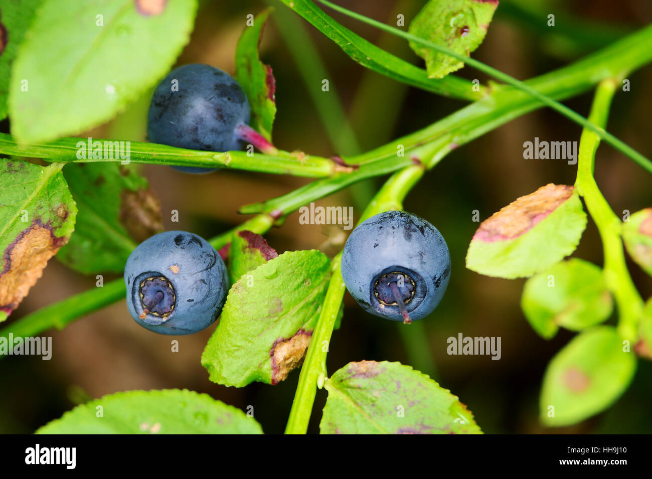 Wimberries hi-res stock photography and images - Alamy
