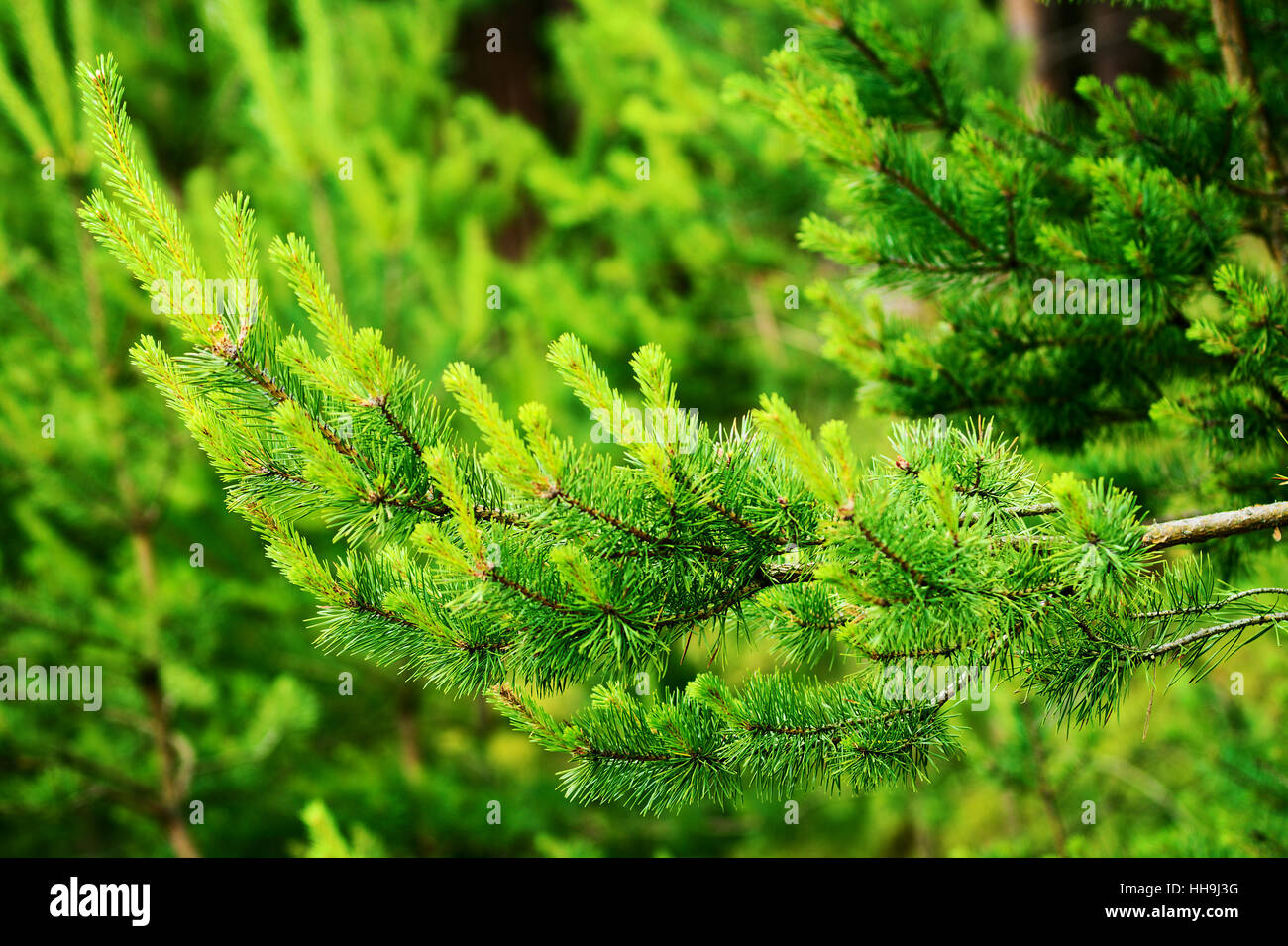 New growth on Scots or Scotch pine tree branch (Pinus sylvestris ...