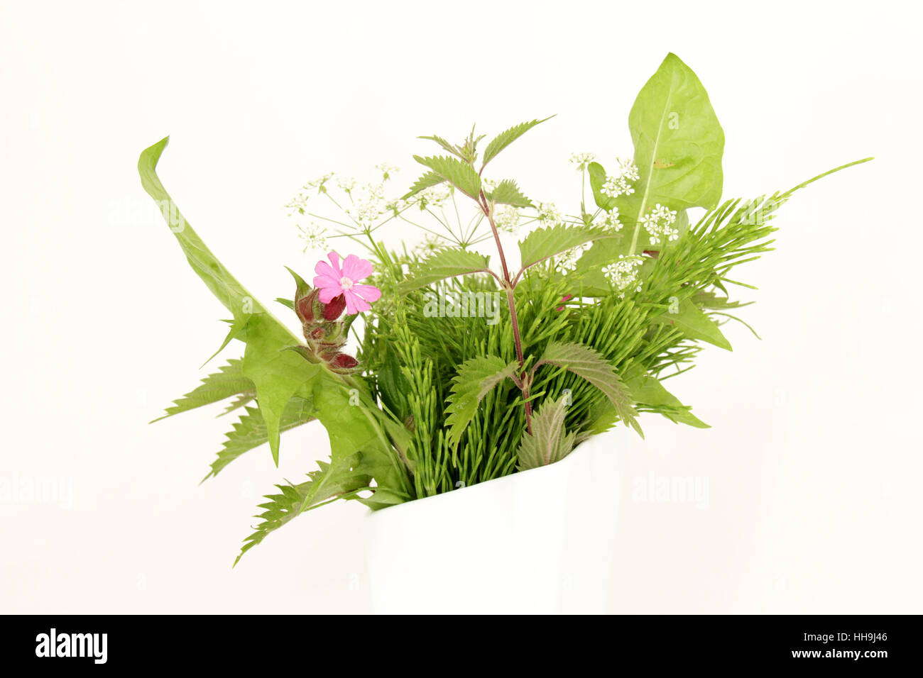 stinging nettle, horsetail, nettle, isolated, basket, stinging nettle ...