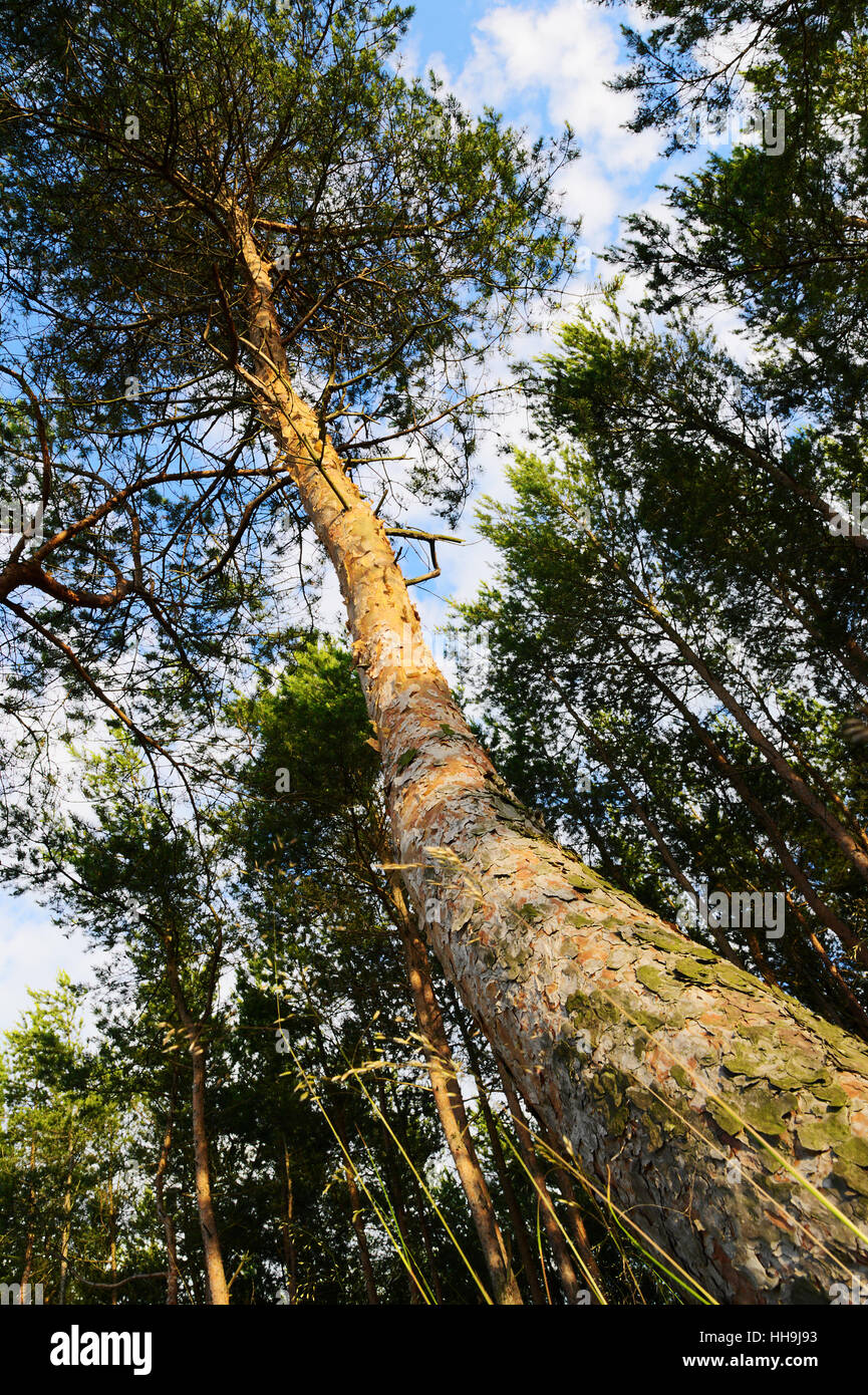 Trunk of the Scots or Scotch pine (Pinus sylvestris) tree growing in ...