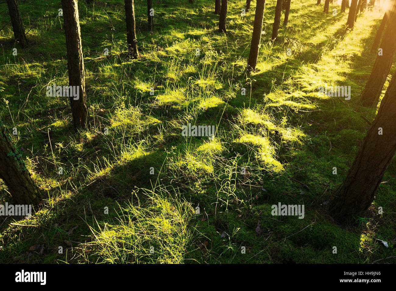 Light and shadow on forest floor. Sunlight through pine tree trunks on ...