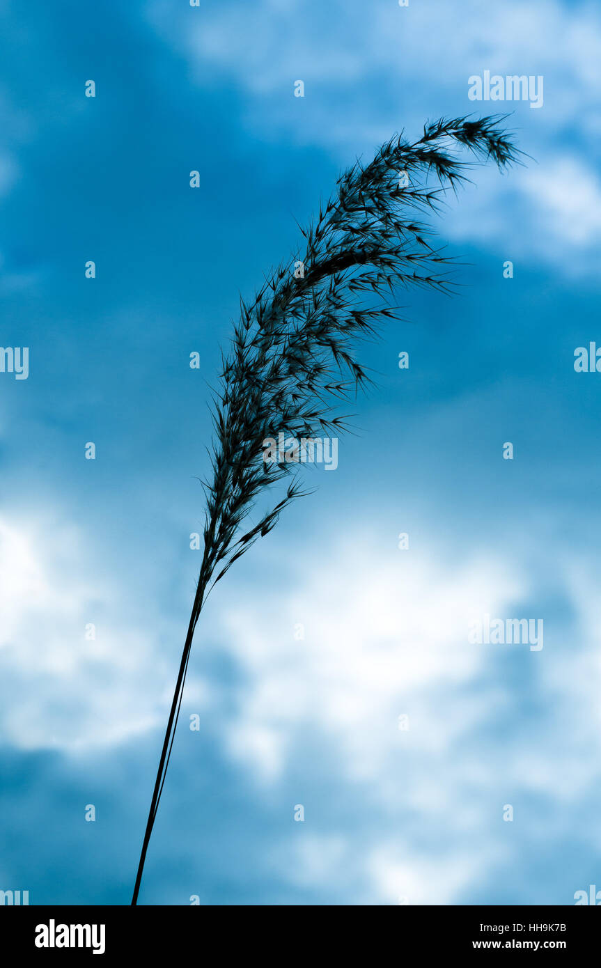 blue, dreamy, cloudy, weed, silhouette, blade, translucent, windy ...