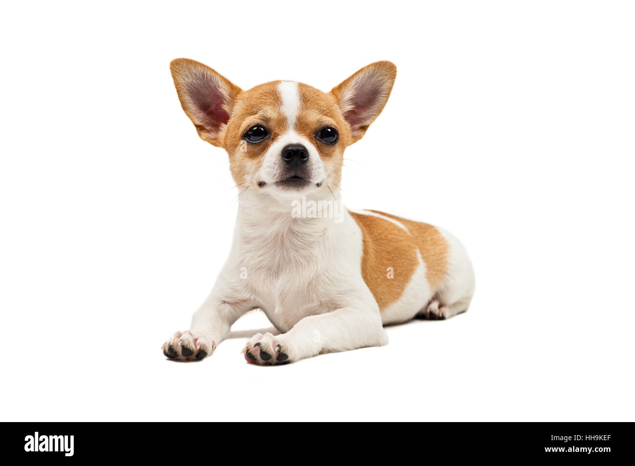 beautiful, beauteously, nice, playful, soft, fur, friendly, kind, small ...