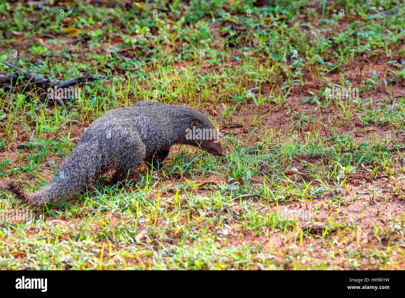 Herpestes smithii zeylanicus hi-res stock photography and images - Alamy