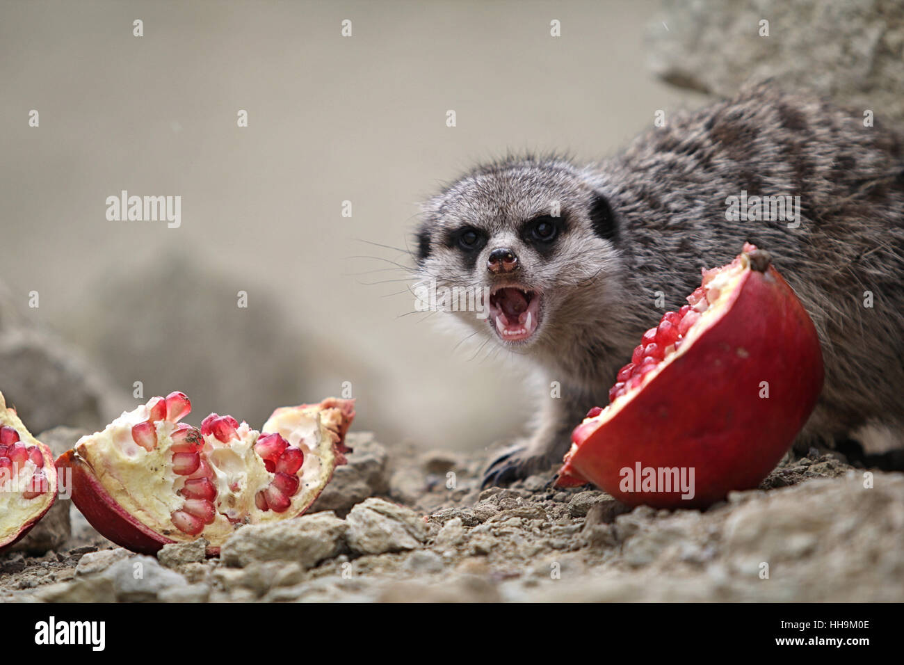 desert, wasteland, animal, fruit, pomegranate, eating, eat, eats ...