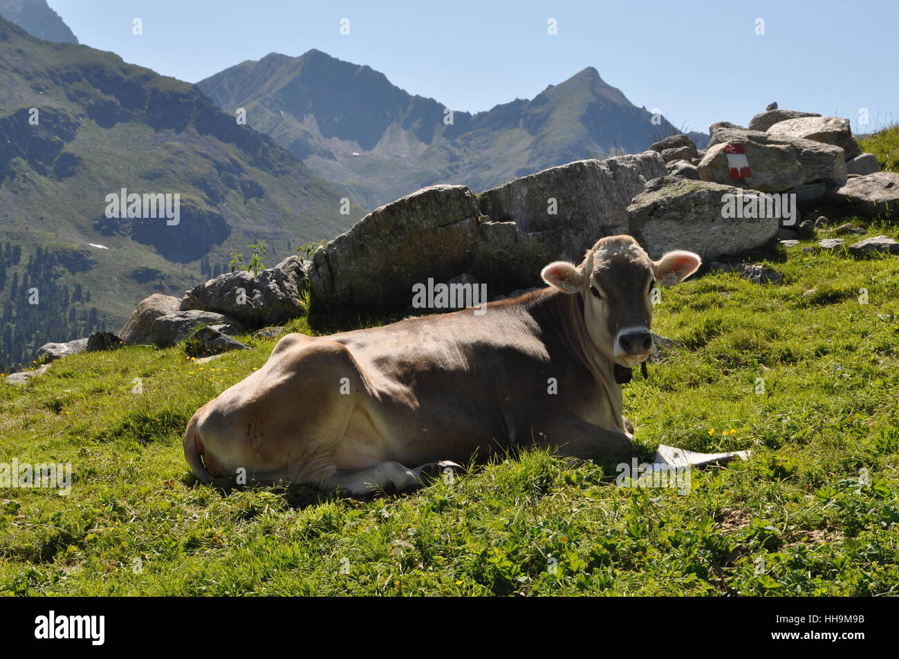 animal, pet, milk, cow, bovine, cows, farm animal, willow, mountains ...