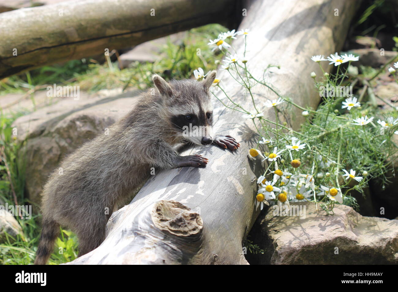bear, trunk, flower, flowers, plant, summer, summerly, zoo, predator ...