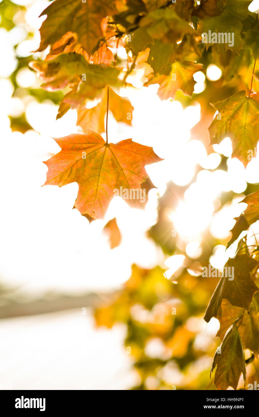 beautiful, beauteously, nice, leaf, environment, enviroment, colour ...