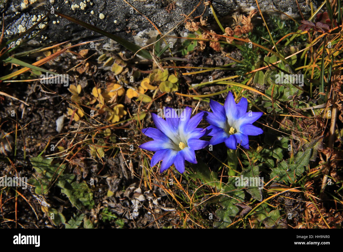 Bright blue autumn flowers photographed in the Everest National Park ...