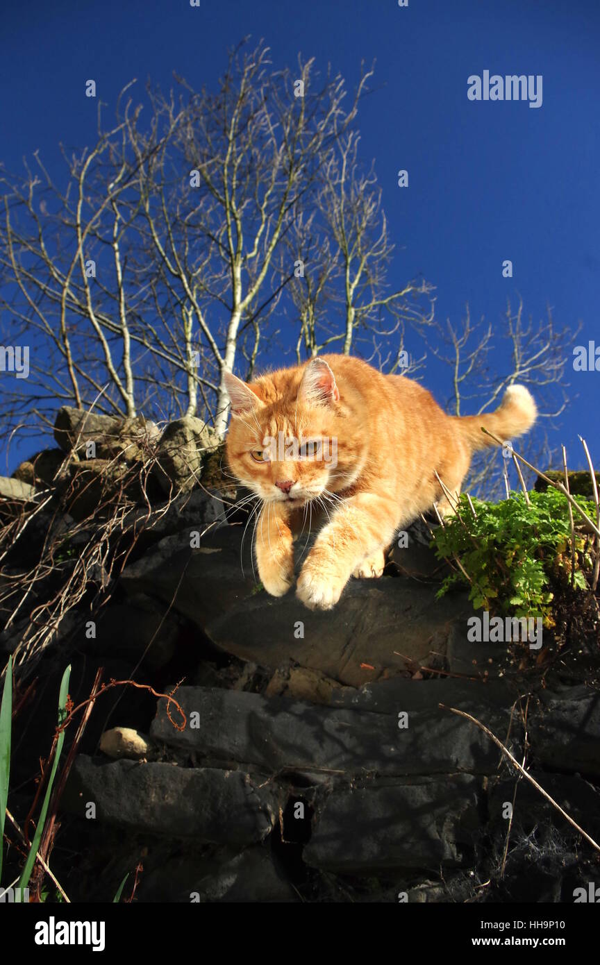 Pouncing cat hi-res stock photography and images - Alamy