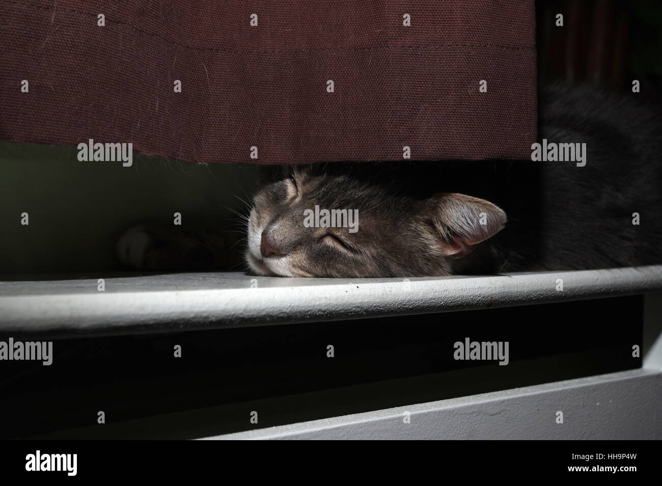 Tabby cat hiding under curtain Stock Photo - Alamy