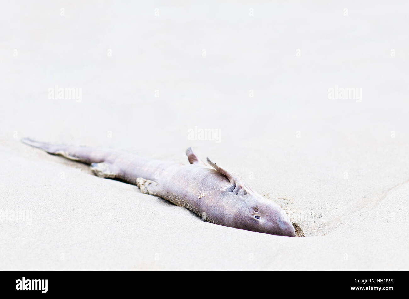 beach, seaside, the beach, seashore, reef, shark, carcass, salt water ...