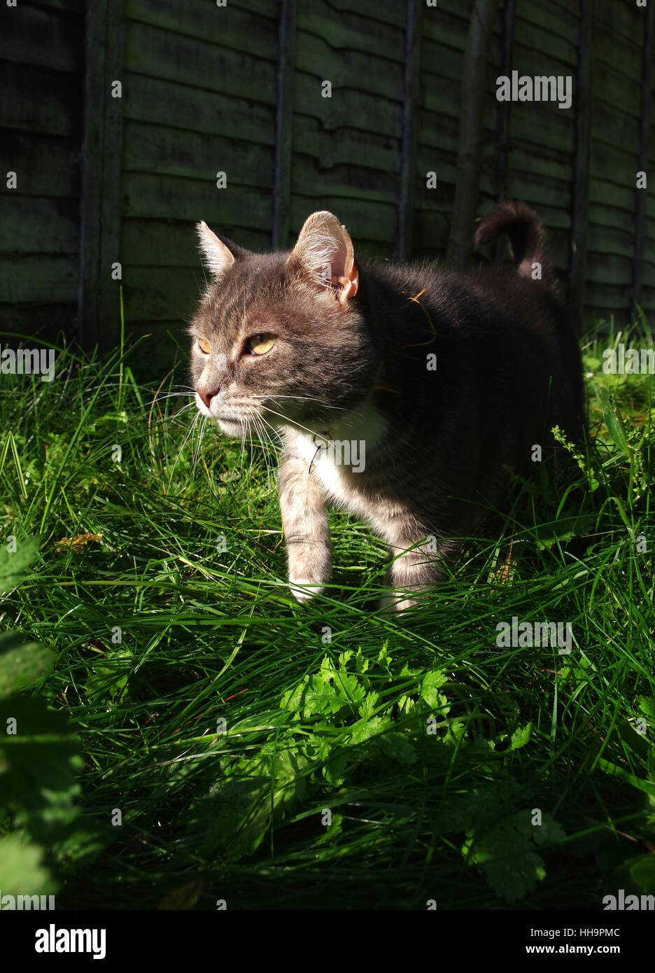 Tabby cat hunting in garden Stock Photo - Alamy