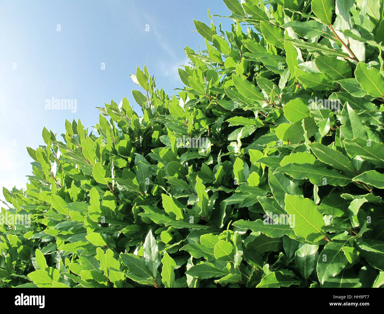 tree, leaves, shrub, evergreen, bay, laurel, foliage, plant, closeup ...
