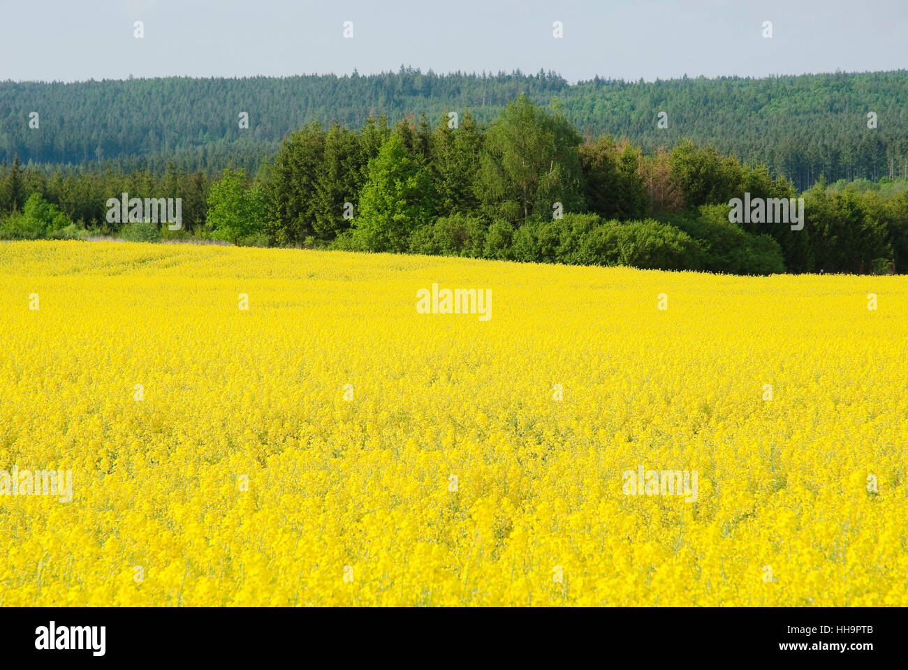 field, blooming, rape, beautiful, beauteously, nice, colour, bloom ...