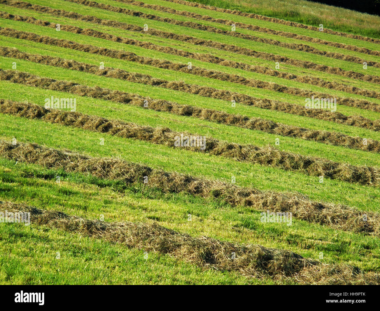 dry, dried up, barren, hay, silage, meadow, grass, lawn, green, straw ...