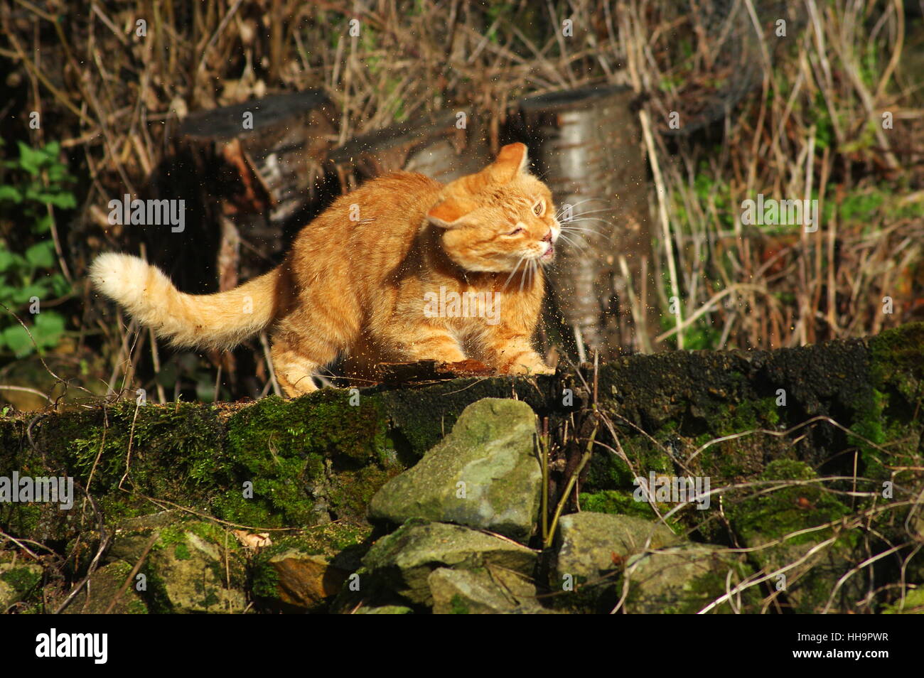 Firewood shake hi-res stock photography and images - Alamy