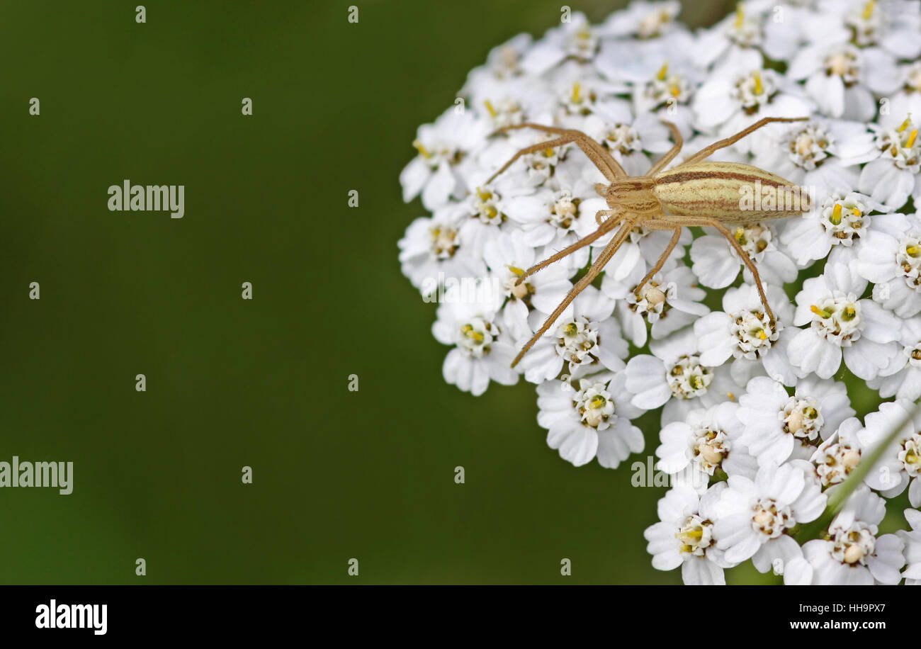 spider, yarrow, slim, arid, sligth, lean, gaunt, thin, spider, yarrow ...