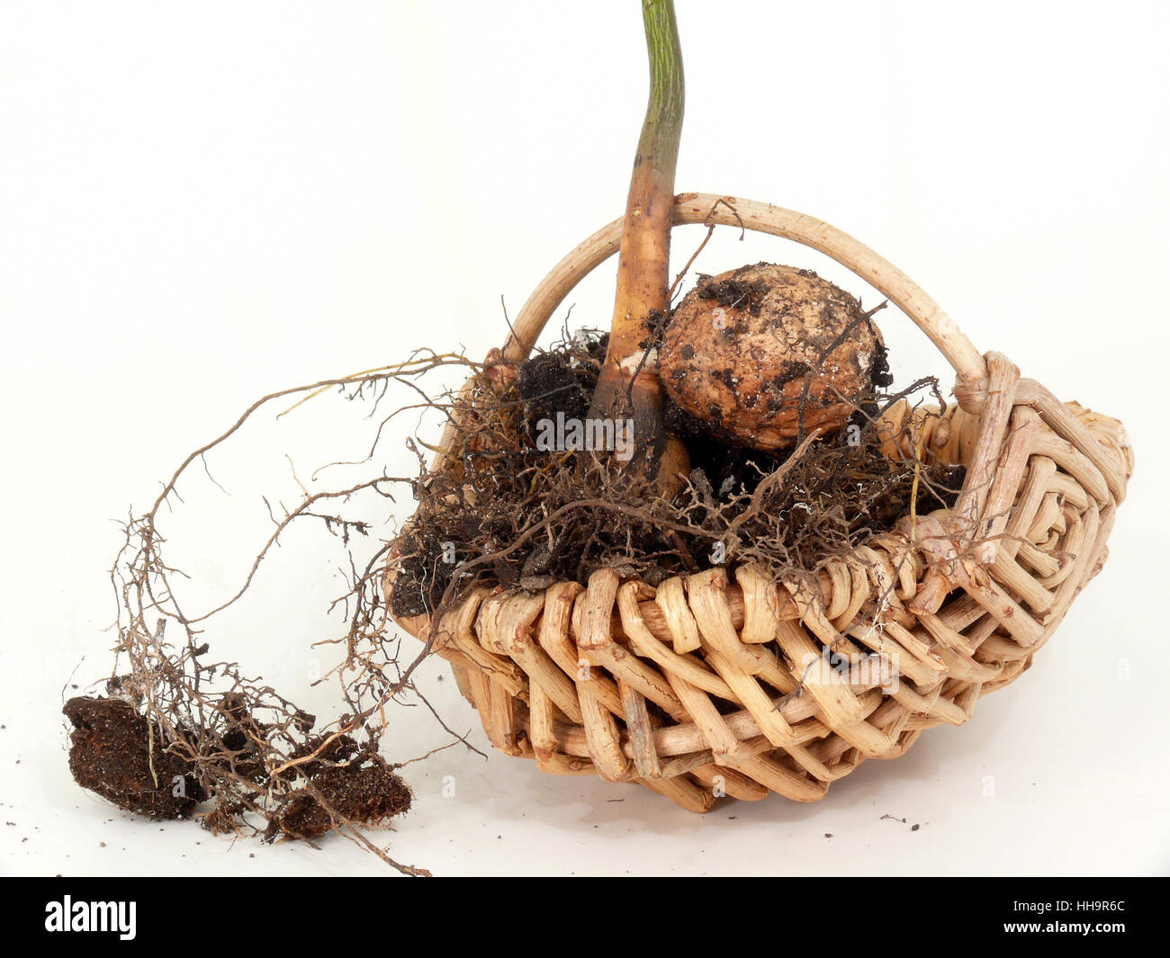 Walnut tree seedling hi-res stock photography and images - Alamy
