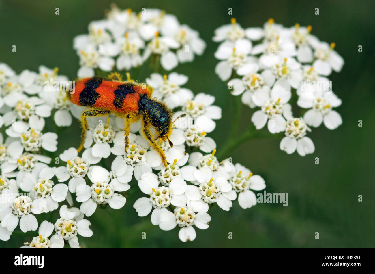 Bienenwolf trichodes apiarius beetle insect hi-res stock photography ...