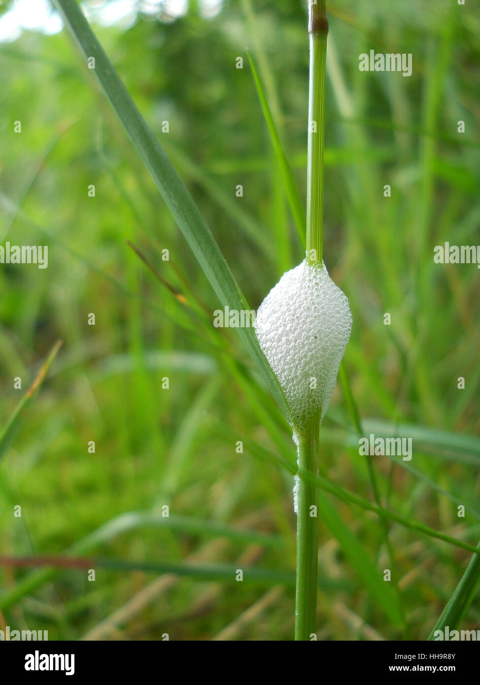 insect, blades of grass, blade of grass, grass, cicada, meadow, lawn ...