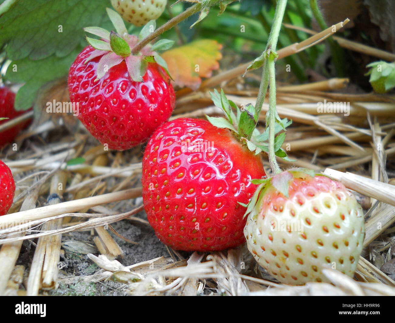 pick, basket, collect, collecting, strawberries, pick, macro, close-up ...