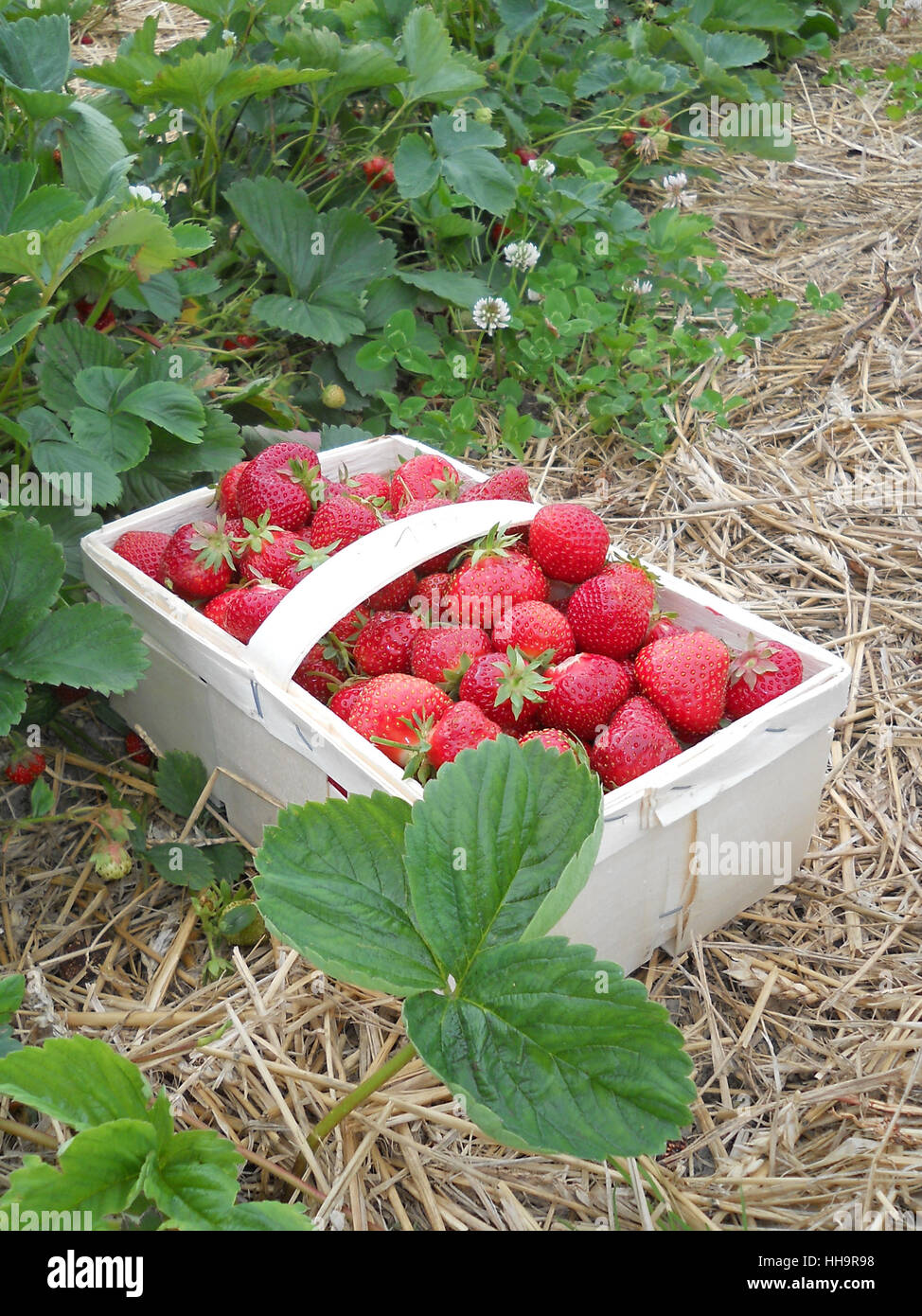 pick, basket, collect, collecting, strawberries, pick, macro, close-up ...