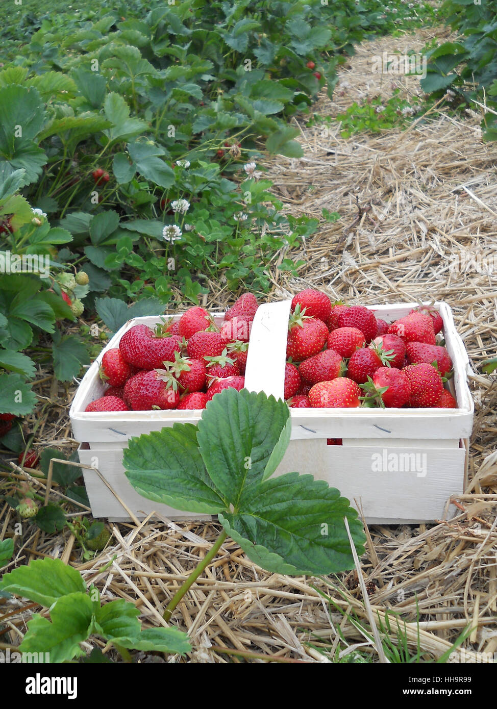pick, basket, collect, collecting, strawberries, pick, macro, close-up ...