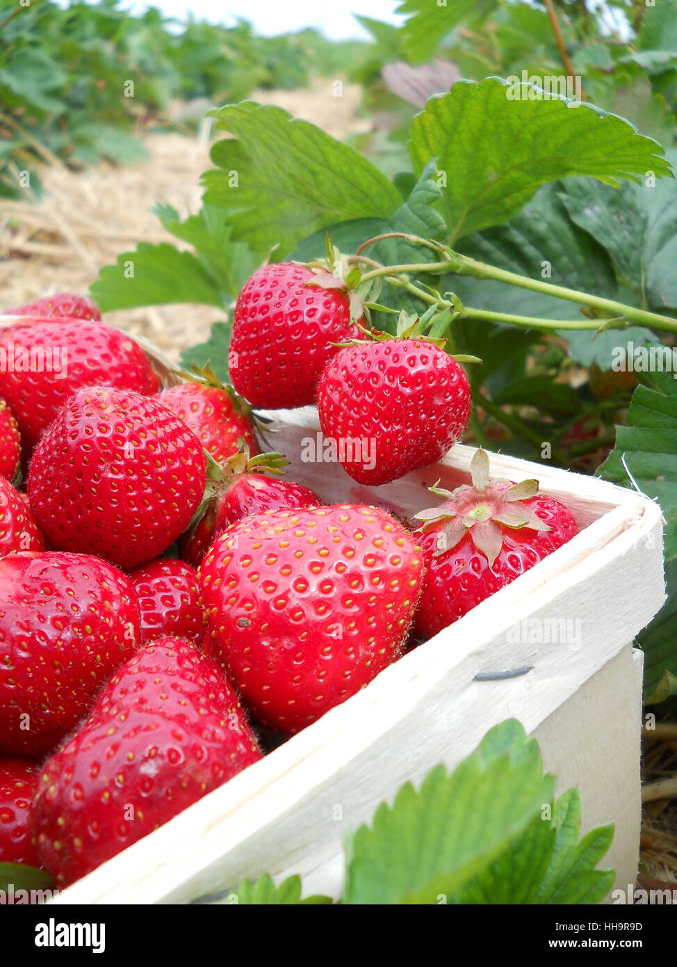 pick, basket, collect, collecting, strawberries, pick, macro, close-up ...