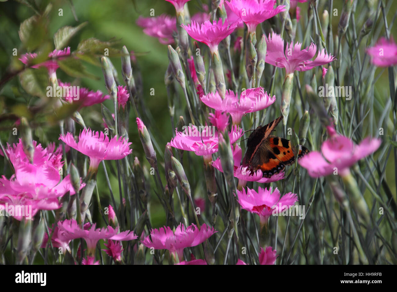 insect, carnation, butterfly, coloured, colourful, gorgeous ...