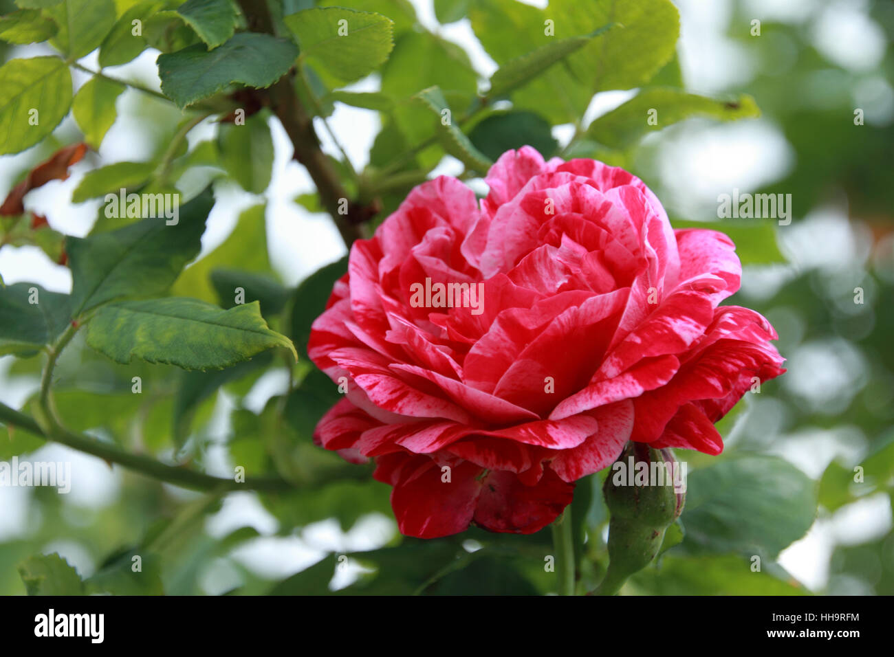 historical, garden, flower, plant, rose, bloom, blossom, flourish ...