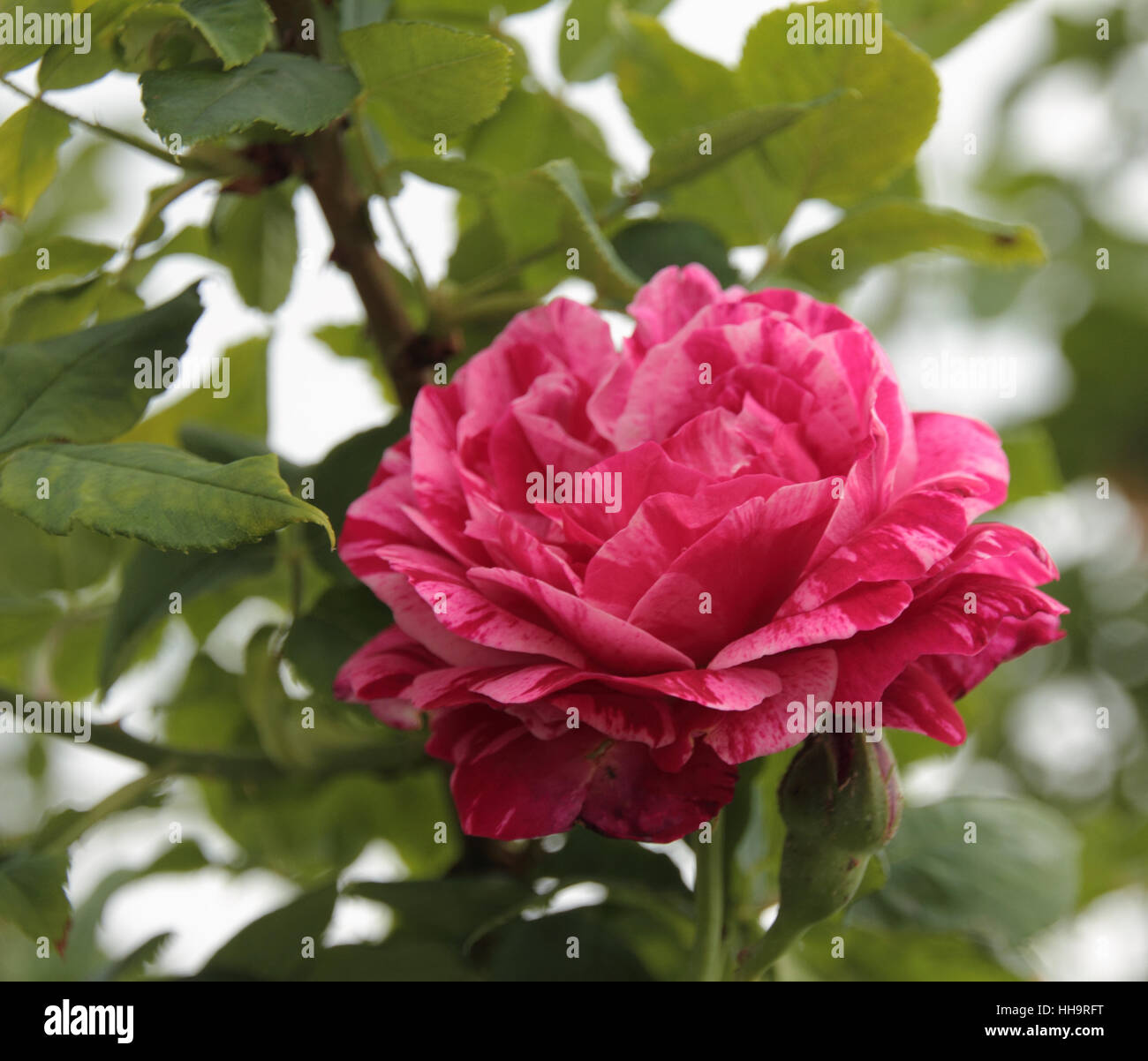 historical, garden, flower, plant, rose, bloom, blossom, flourish ...