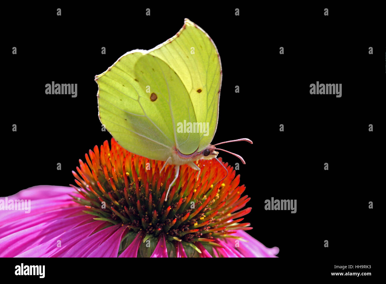 butterfly, sun shade, brimstone butterfly, isolated, optional, colour ...