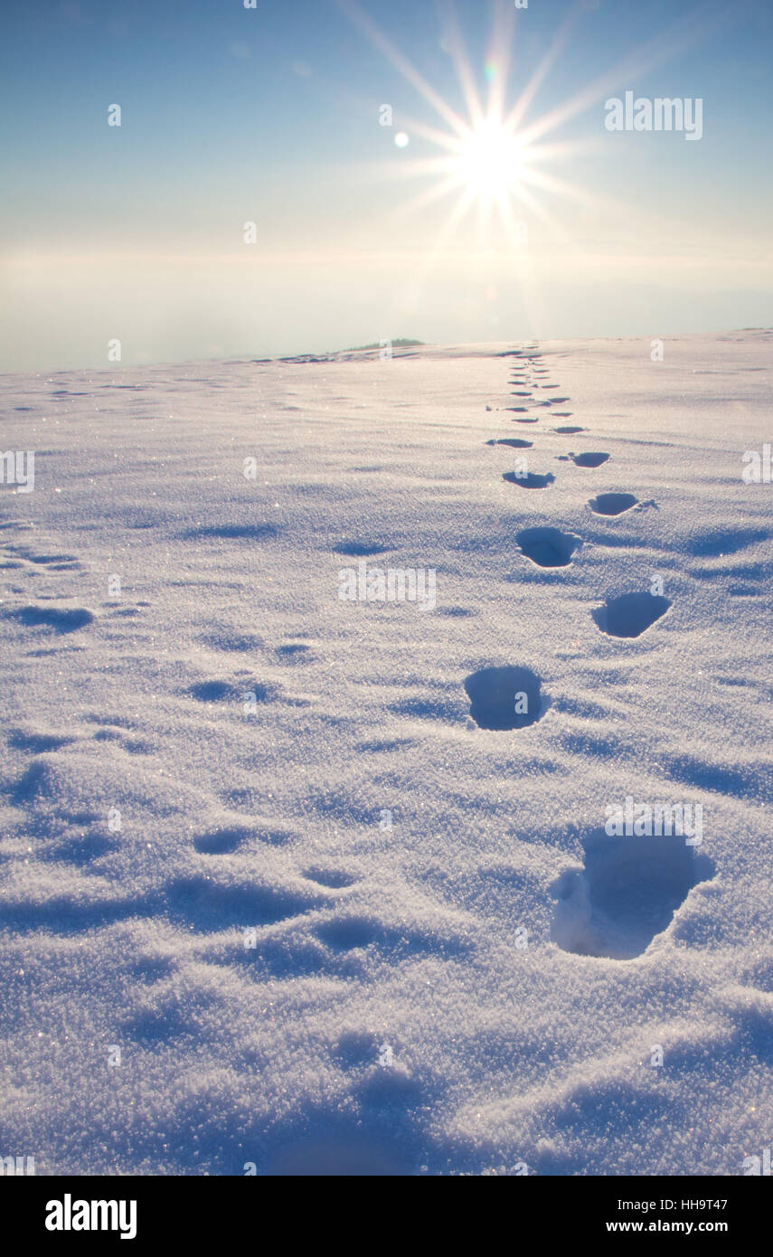 tracks in the snow Stock Photo - Alamy