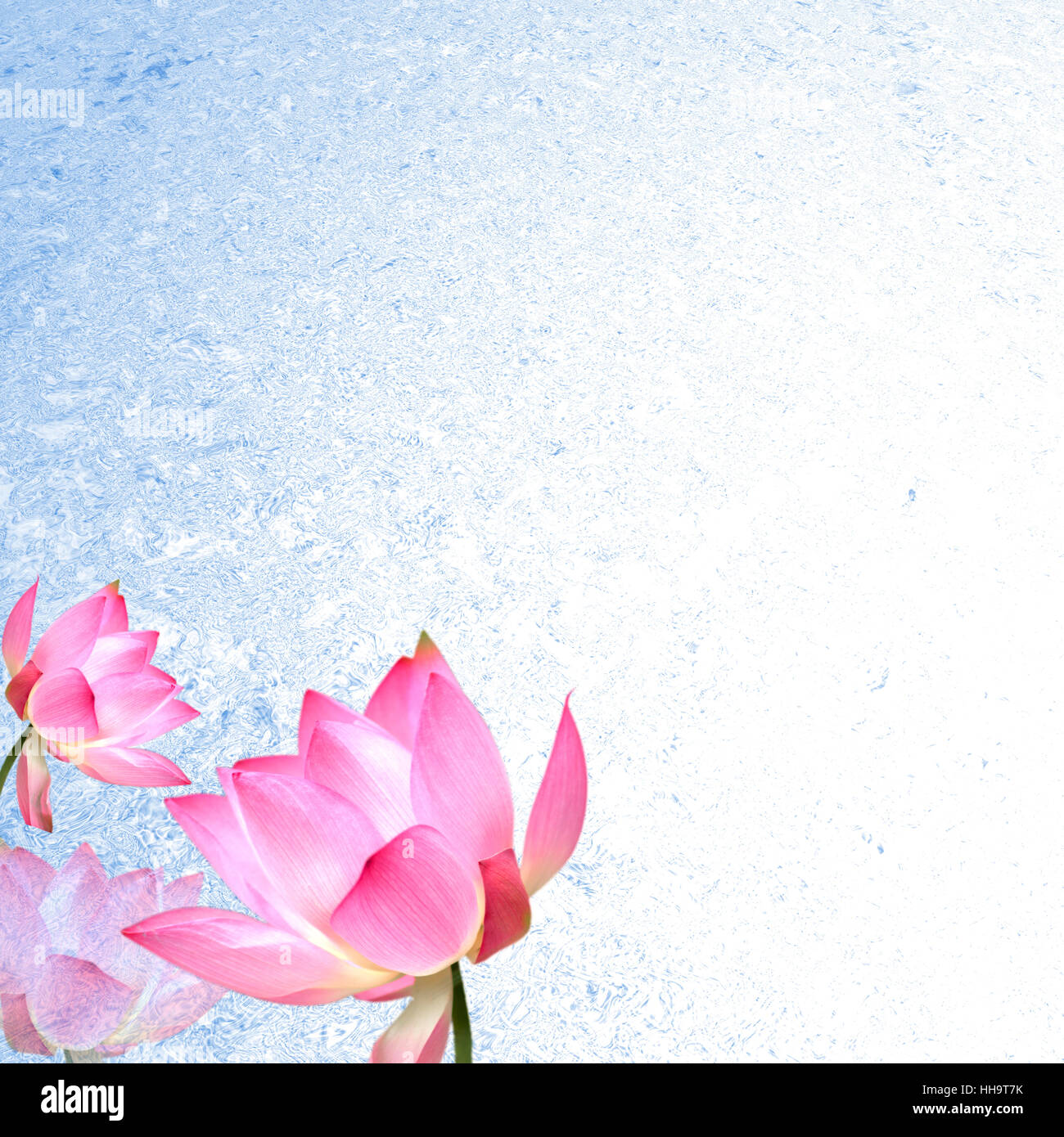 blue, environment, enviroment, closeup, park, garden, space, flower ...