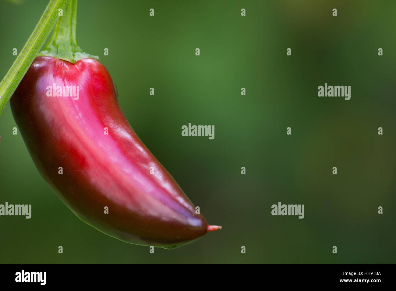 Xalapa chilli hi-res stock photography and images - Alamy