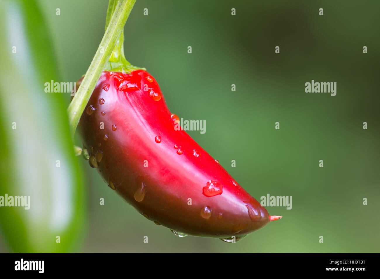 Xalapa chilli hi-res stock photography and images - Alamy