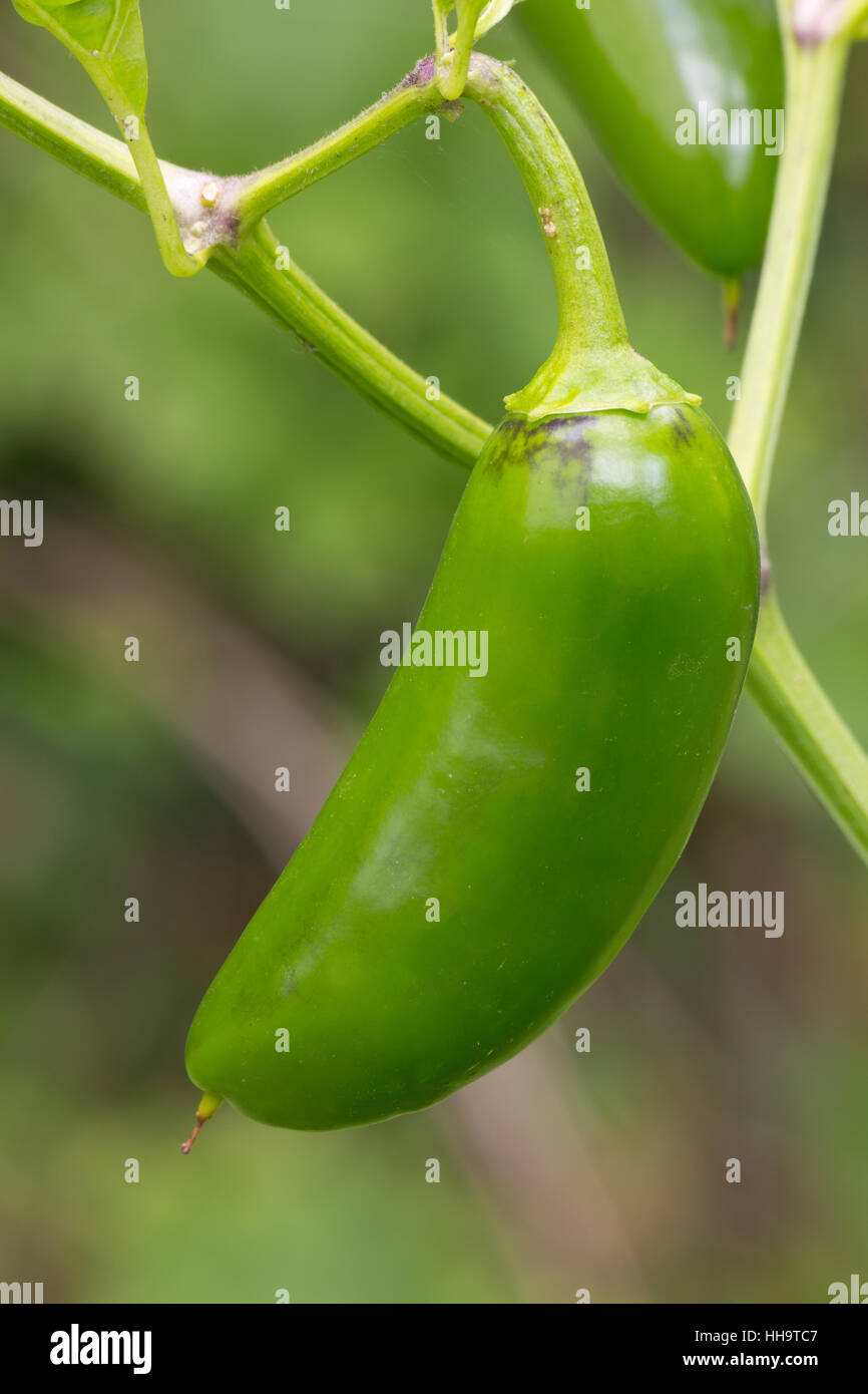Xalapa chilli hi-res stock photography and images - Alamy