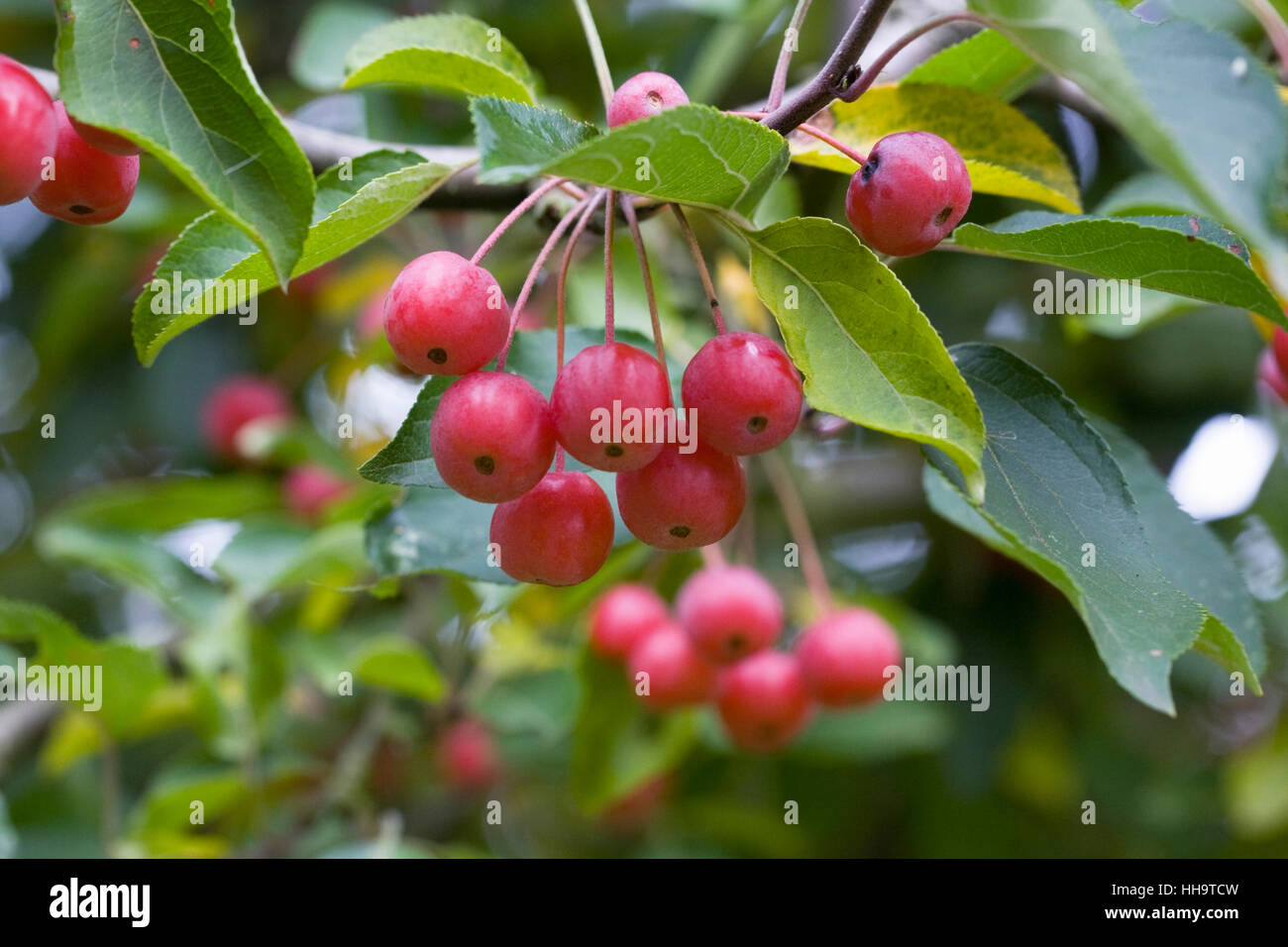 Crab apple trees hi-res stock photography and images - Alamy