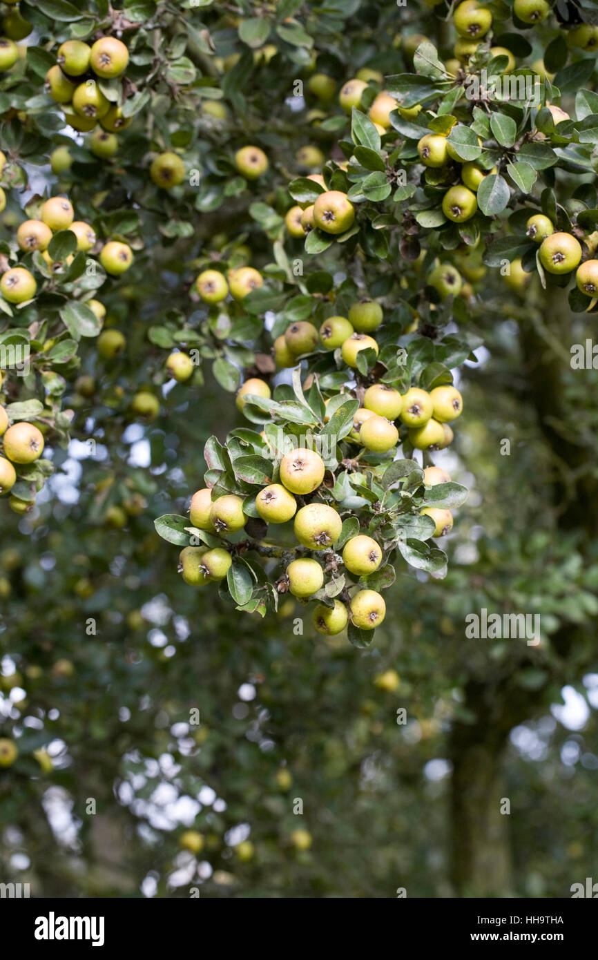 Pyrus syriaca. Fruit of the Syrian Pear tree Stock Photo - Alamy
