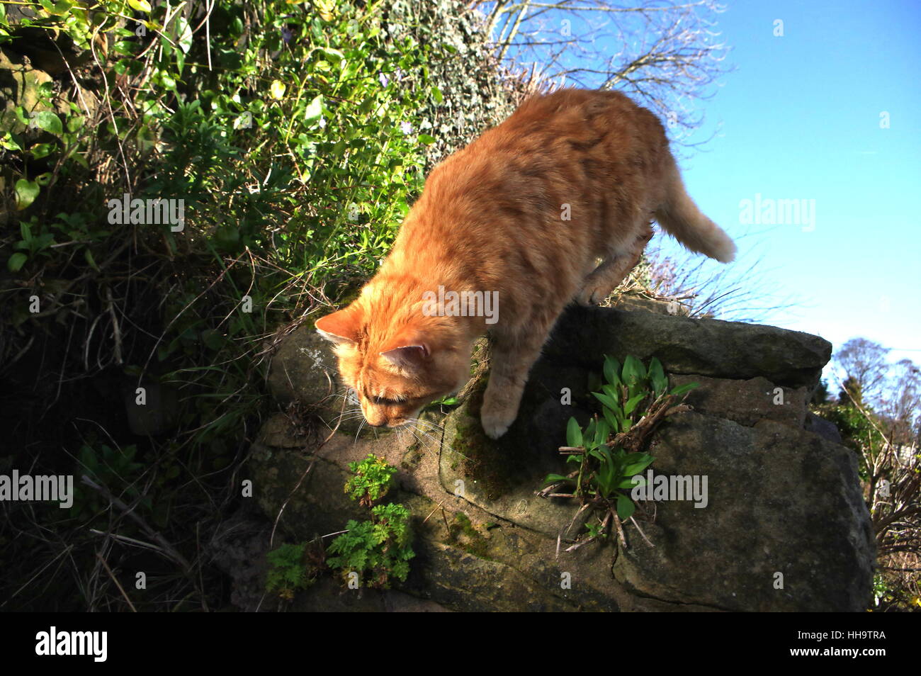 Ginger cat hunting on stone wall Stock Photo - Alamy