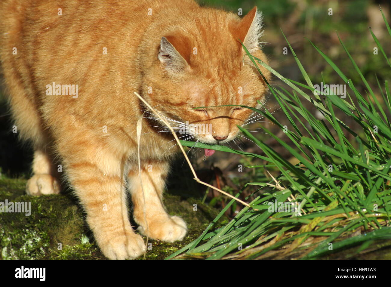 Drinking Dew High Resolution Stock Photography and Images - Alamy