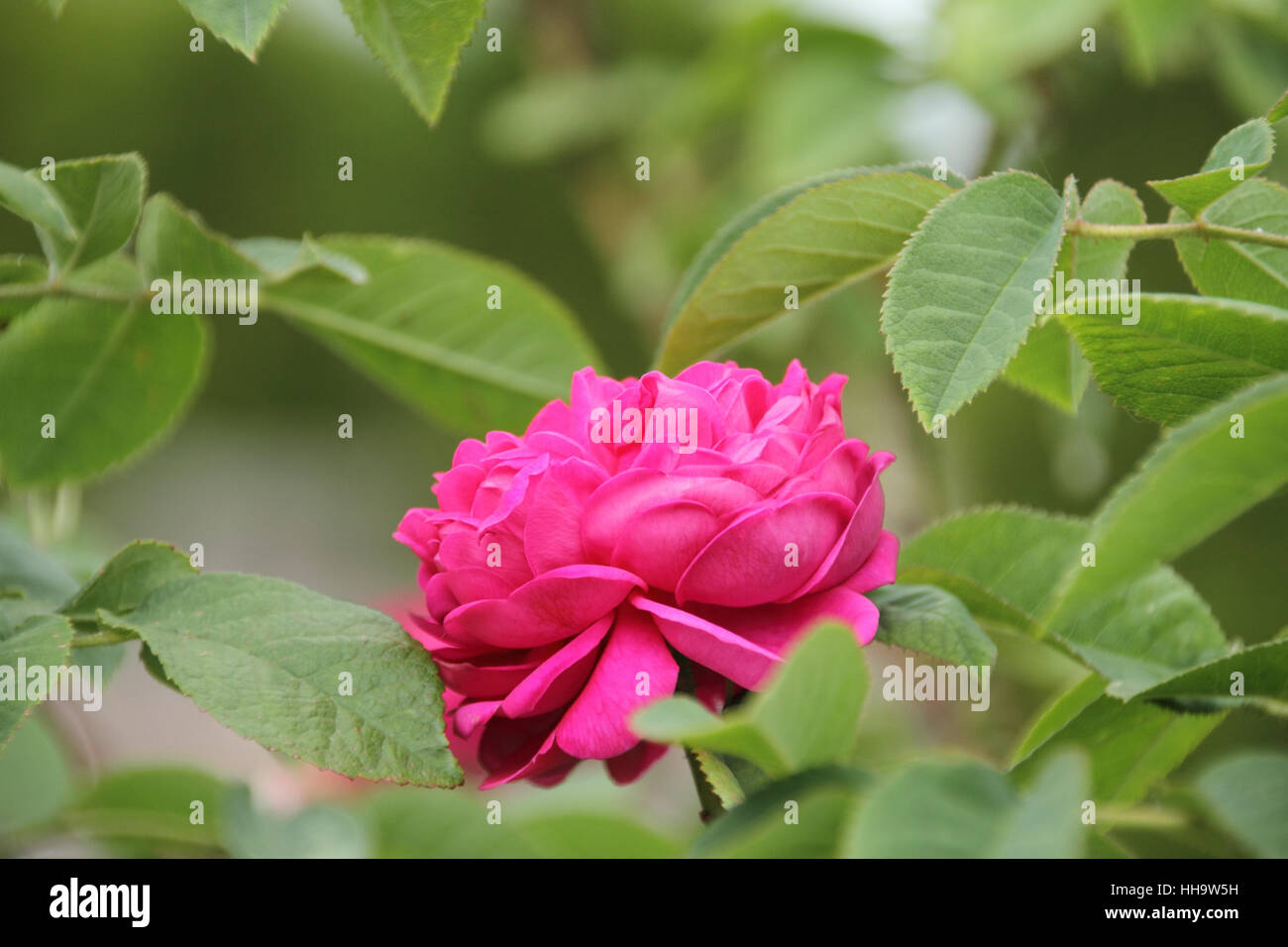 rose de resht Stock Photo - Alamy