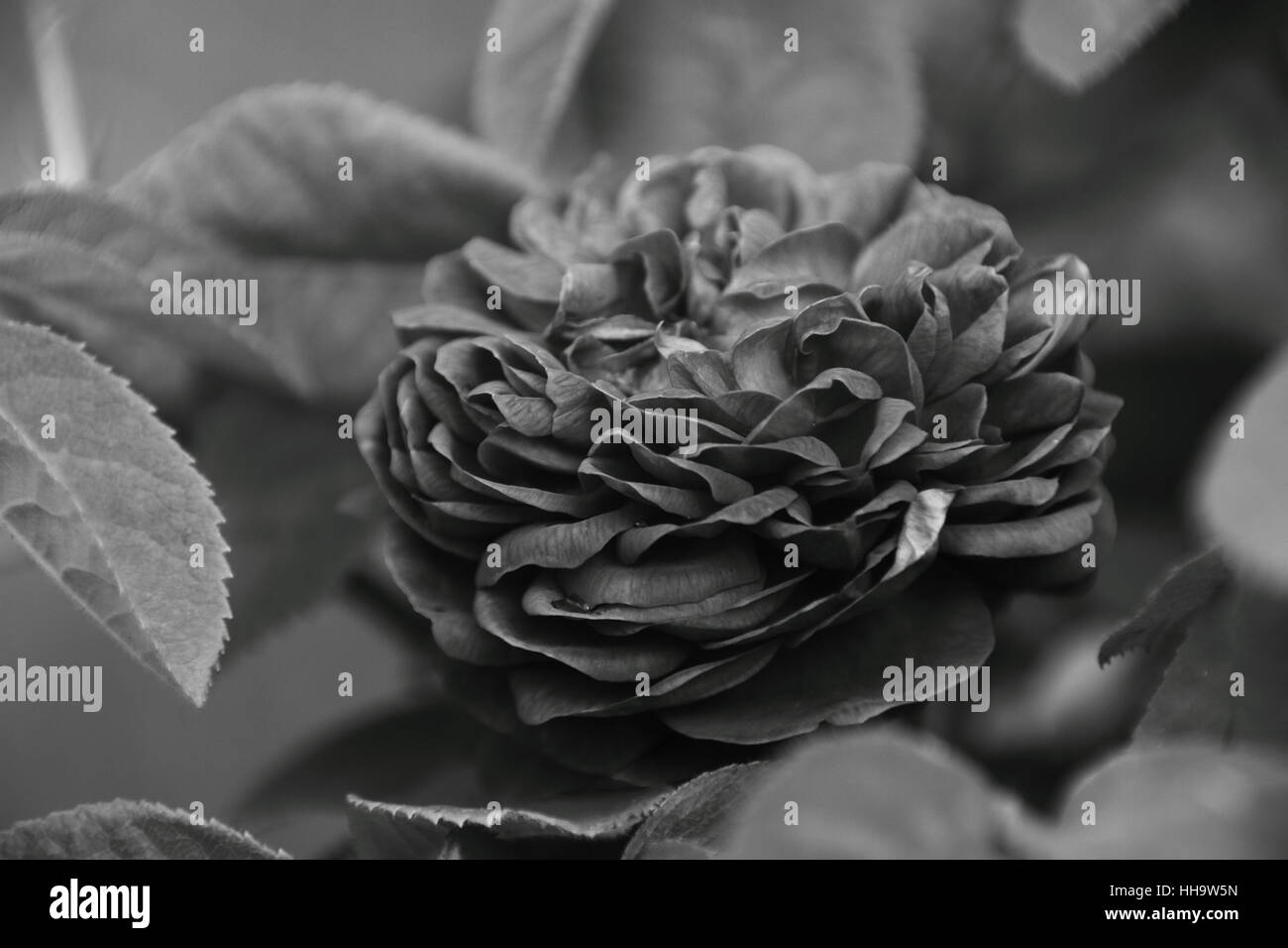 rose de resht Stock Photo - Alamy