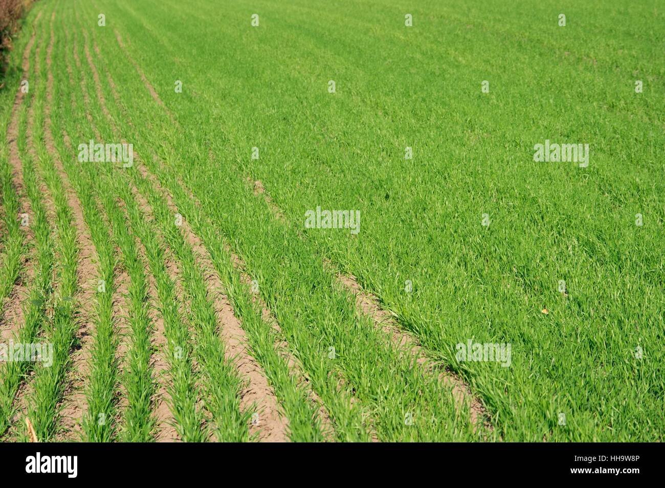 agriculture, farming, field, spring, wheat, lawn, green, fresh, nature ...