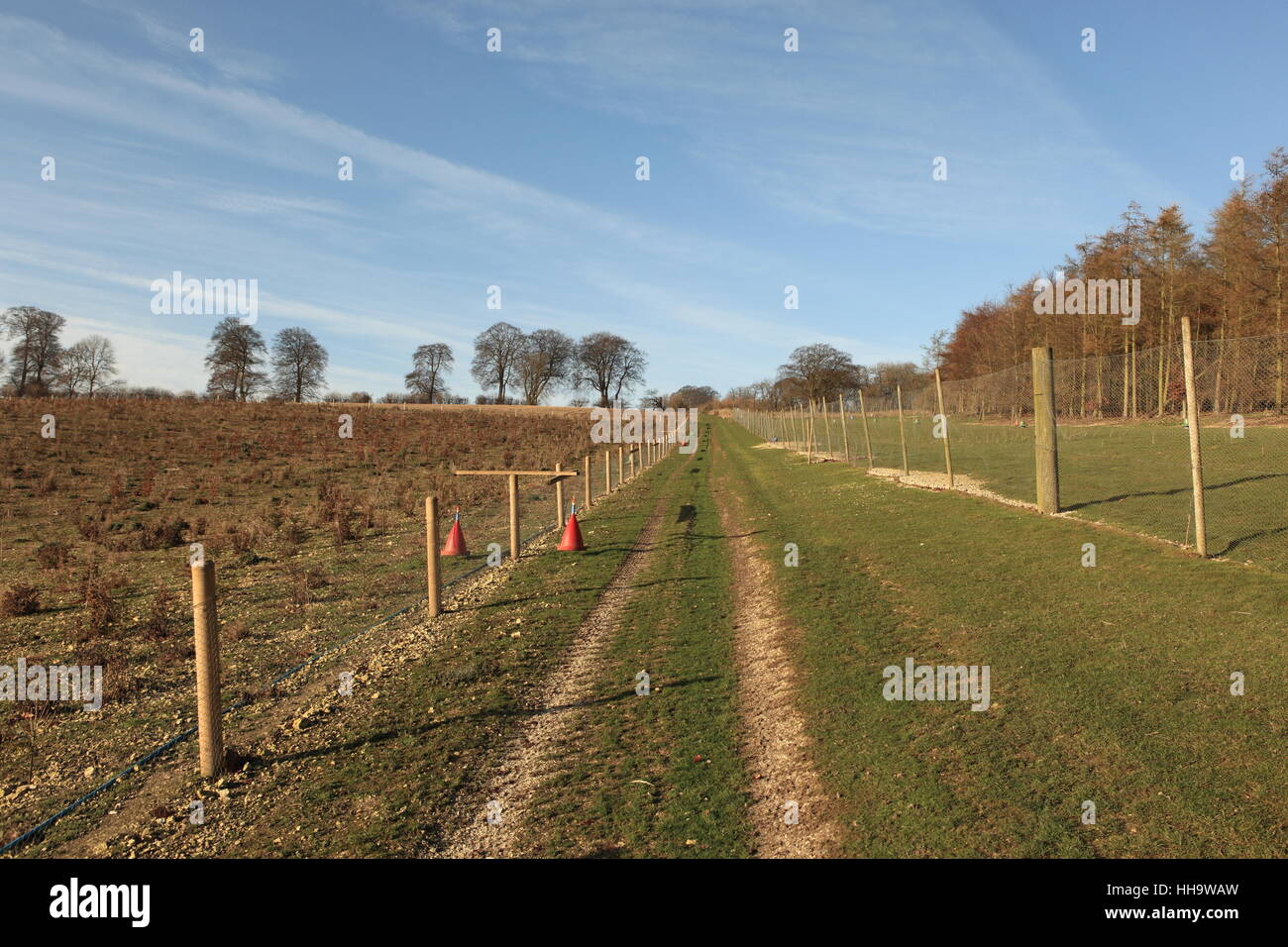 English landscape with a track through game rearing enclosures and ...