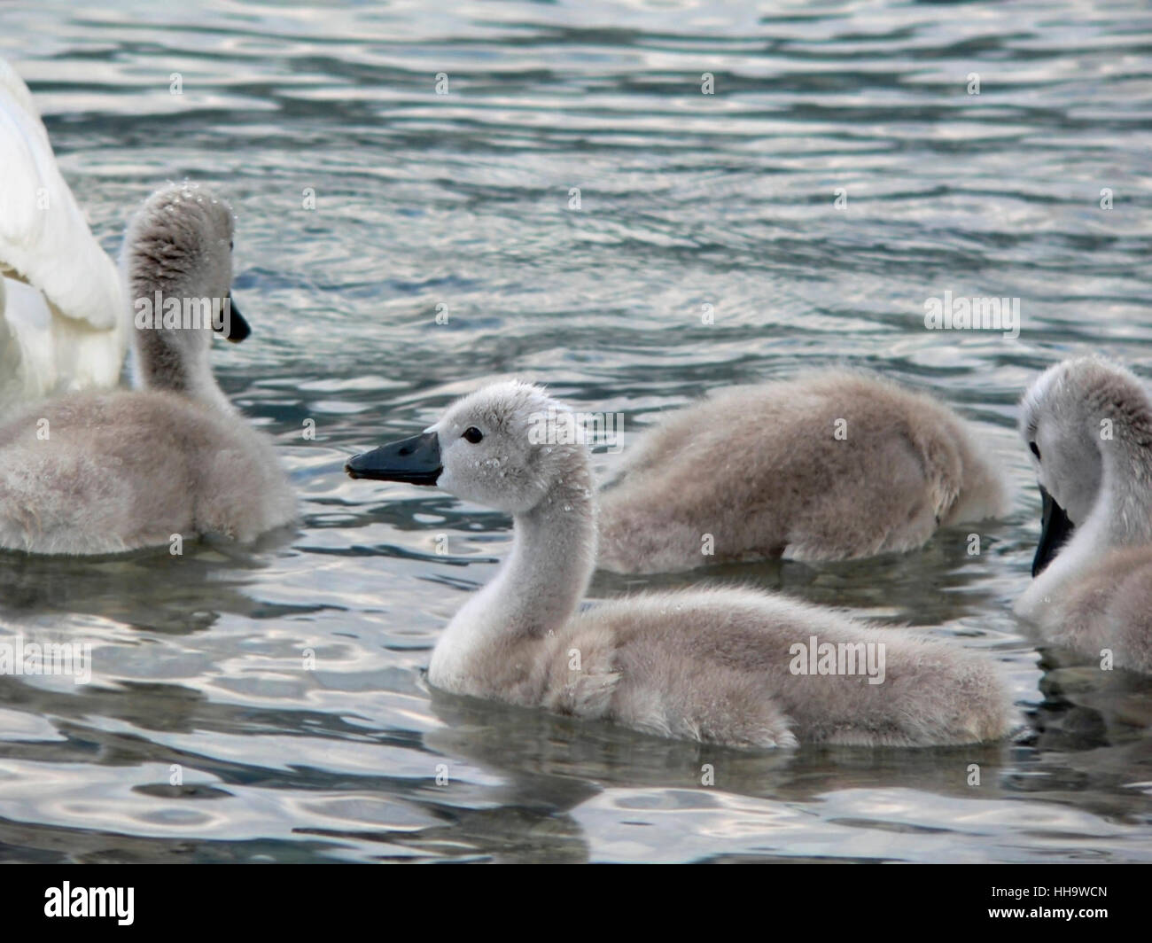 detail shot of grey young cygnets swimming in a lake Stock Photo - Alamy