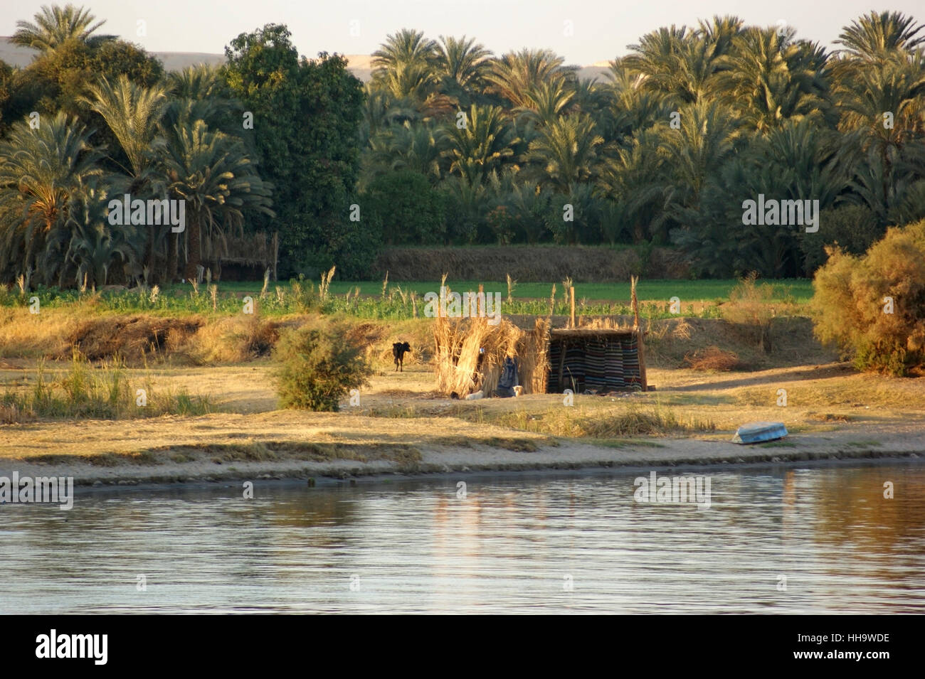 Windbreak plant hi-res stock photography and images - Alamy