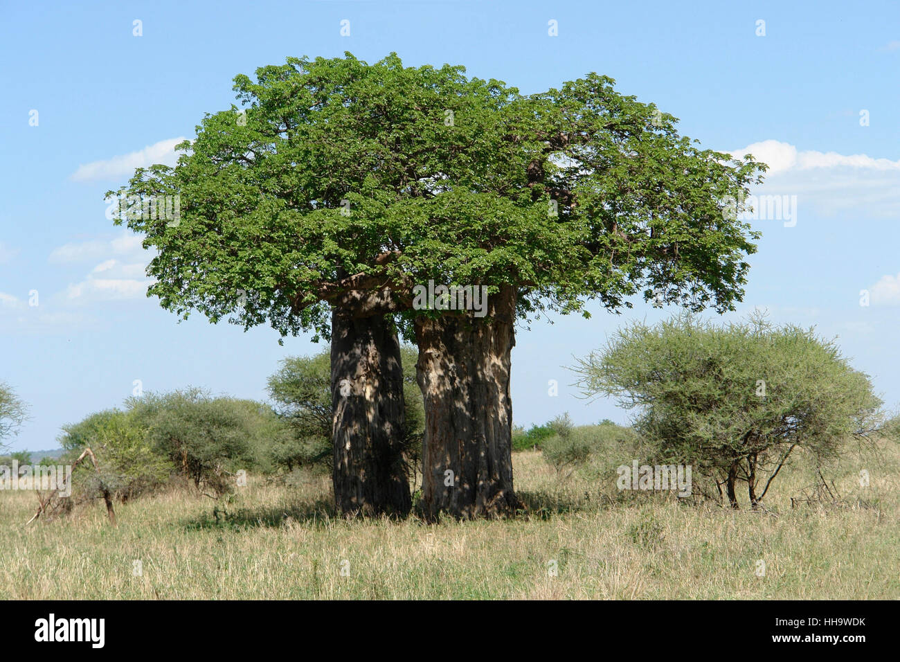 africa, exotic, safari, tanzania, baobab, nature, leaf, tree, green ...